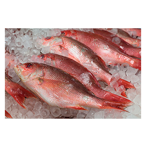 Peixe Cachucho - Caixa