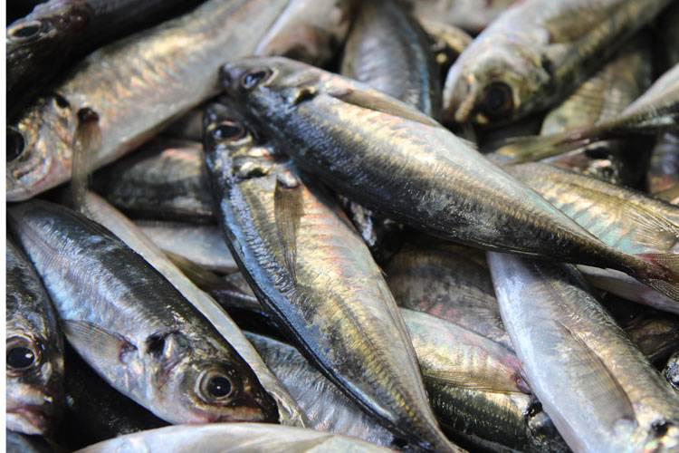 Alimentação :: Congelados :: Peixe :: Caixa de Peixe Carapau - 20kg ...